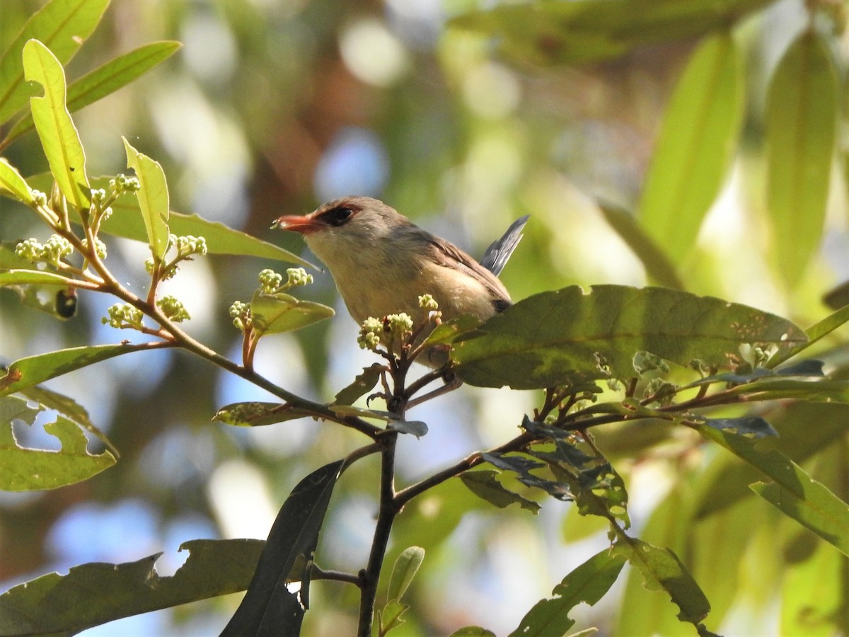 eBird Checklist - 17 Mar 2023 - Changing Mountain Bushland - 28 species