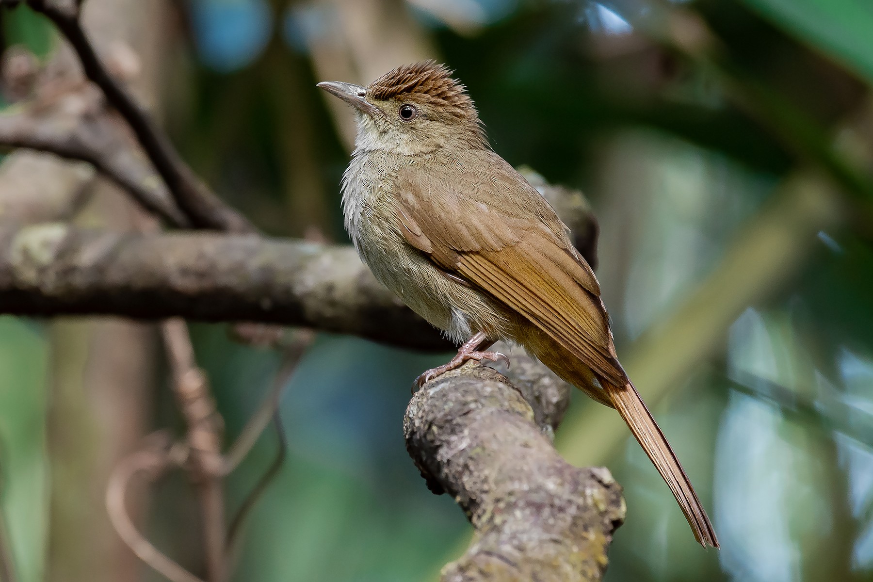 Olive Bulbul (Baker's) - eBird