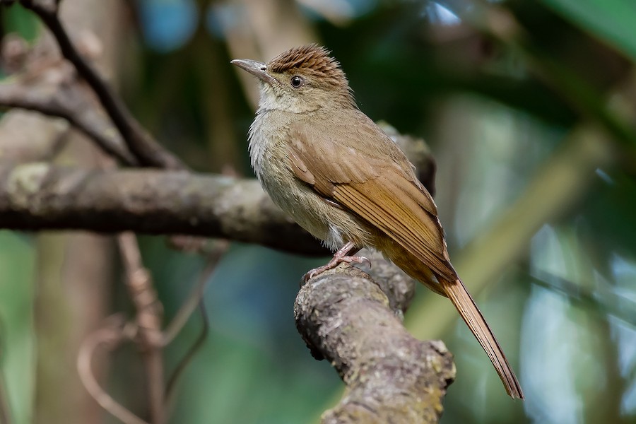 Bulbul verdoso (cinnamomeoventris) - eBird