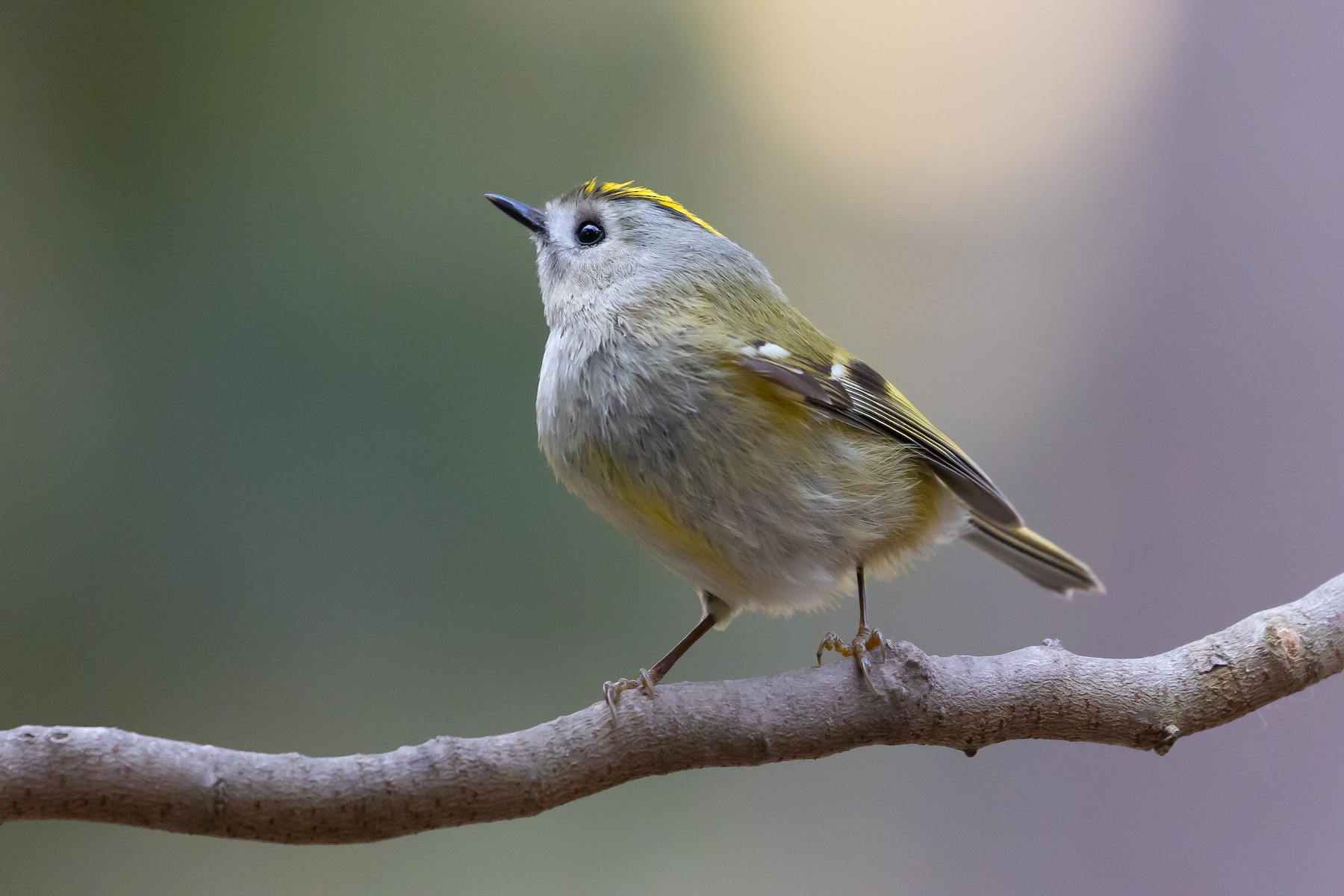 Goldcrest/Common Firecrest - eBird