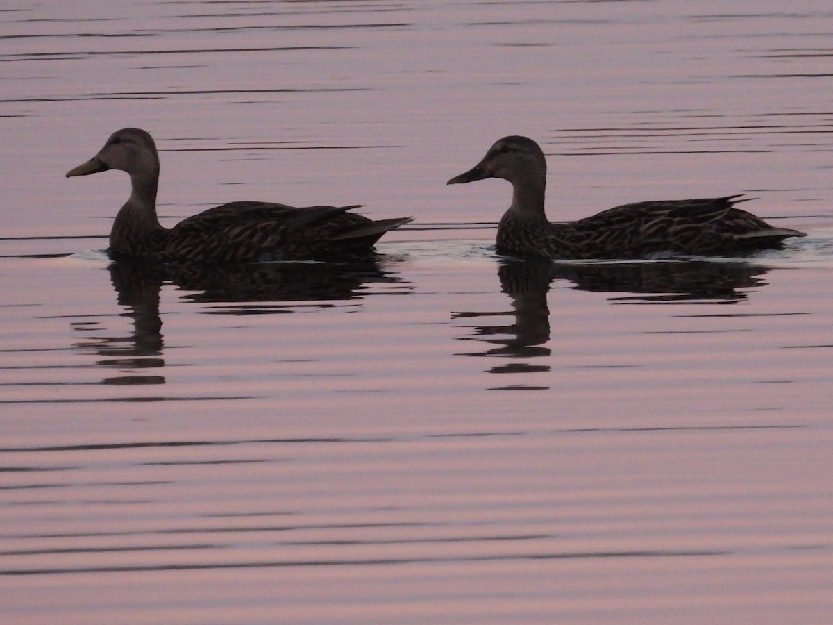 eBird Checklist - 17 Mar 2023 - Interlaken Ln and West Crooked Lake ...