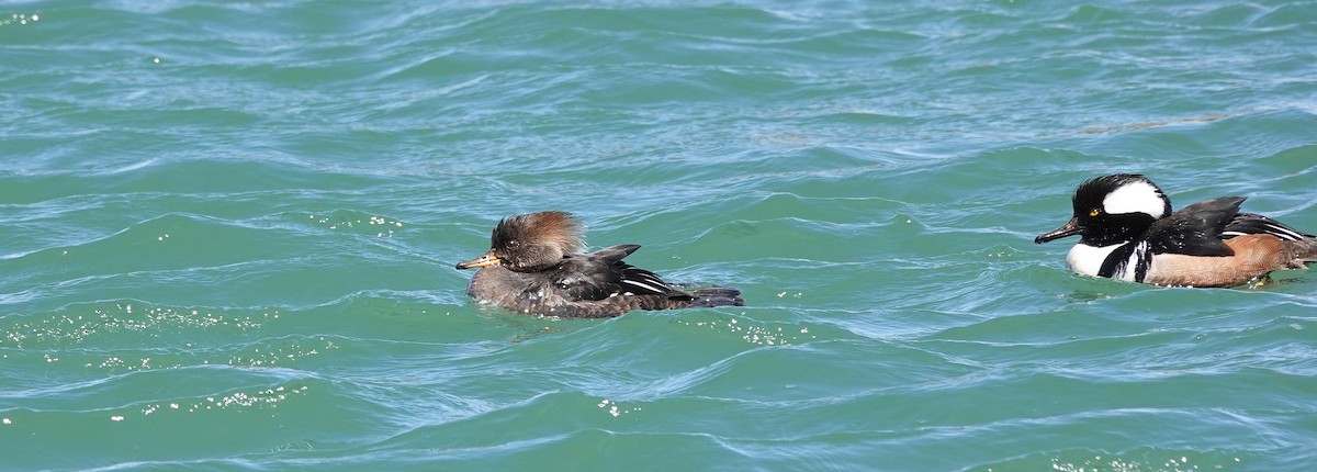 eBird Checklist - 16 Mar 2023 - Razor Ridge Park - 7 species