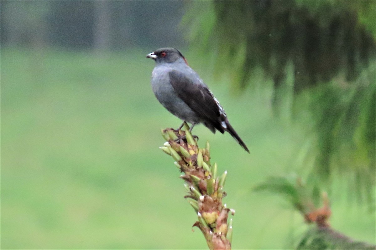 Pennsylvania eBird Checklist - 6 Mar 2023 - Ecoruta (Nono-Tandayapa ... Pennsylvania eBird Checklist - 6 Mar 2023 - Ecoruta (Nono-Tandayapa ...