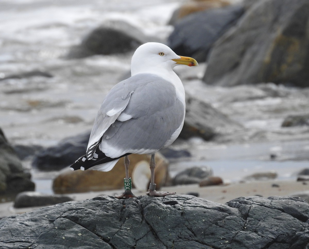 Herring Gull - Larus argentatus - Media Search - Macaulay Library and eBird