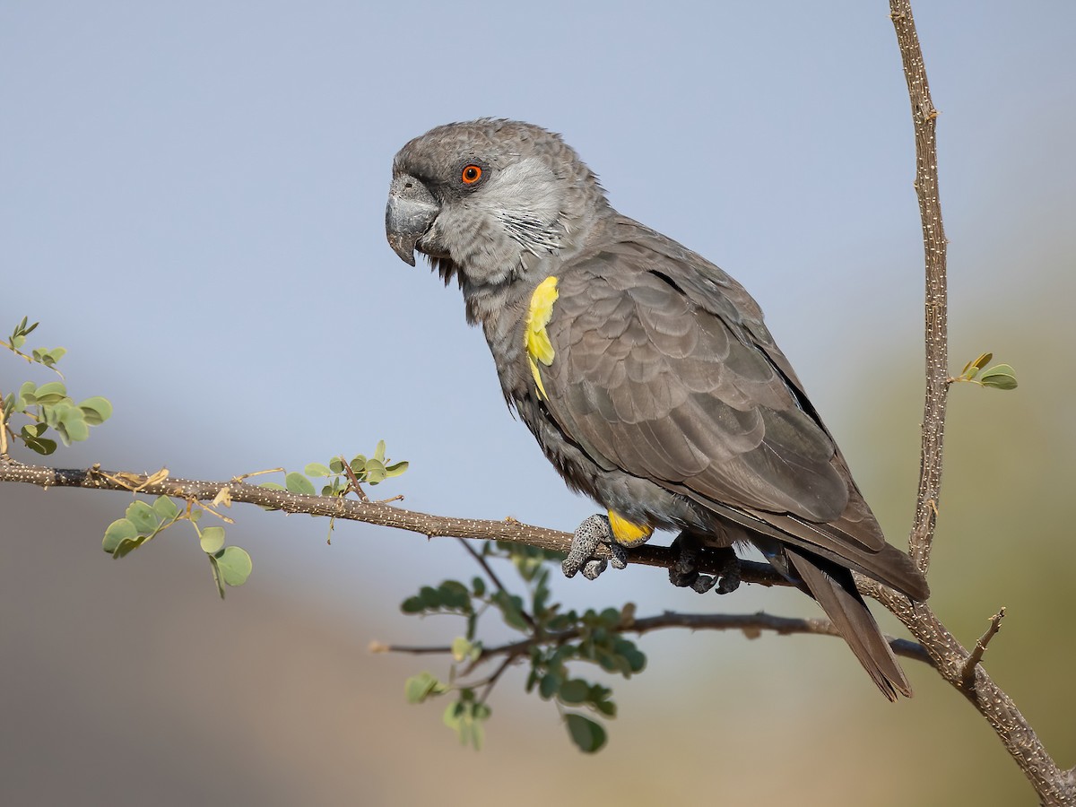 Rüppell's Parrot - Poicephalus rueppellii - Birds of the World