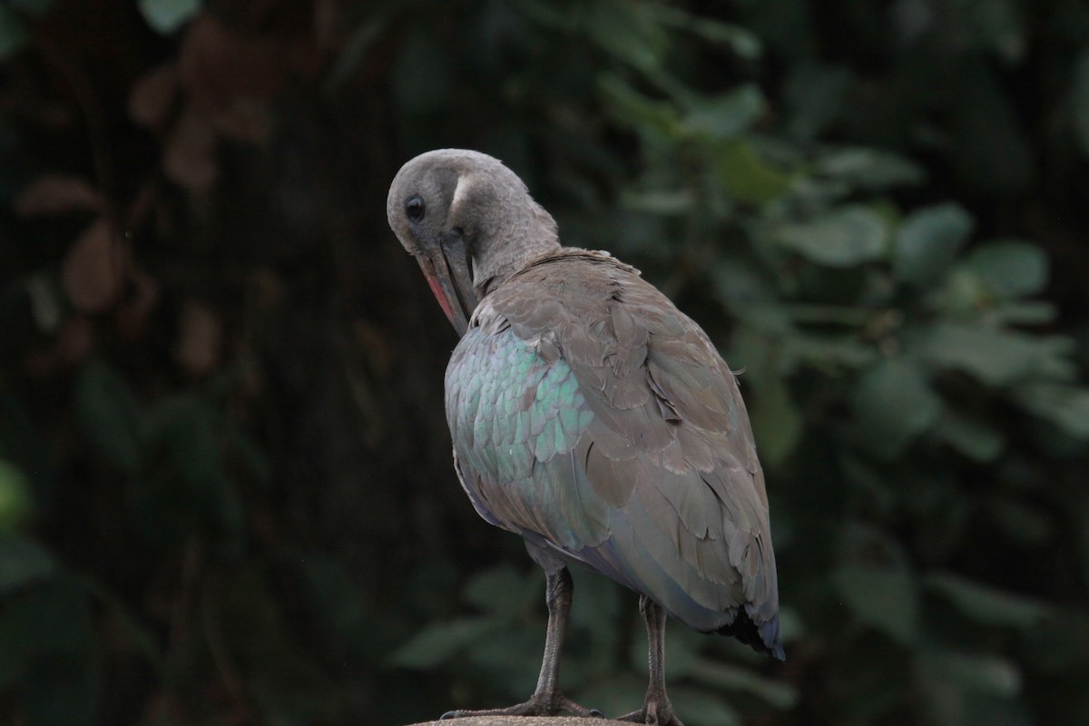 eBird Checklist - 13 Nov 2015 - ZA-GP-Benoni-87 Sunnyside Avenue - -26 ...
