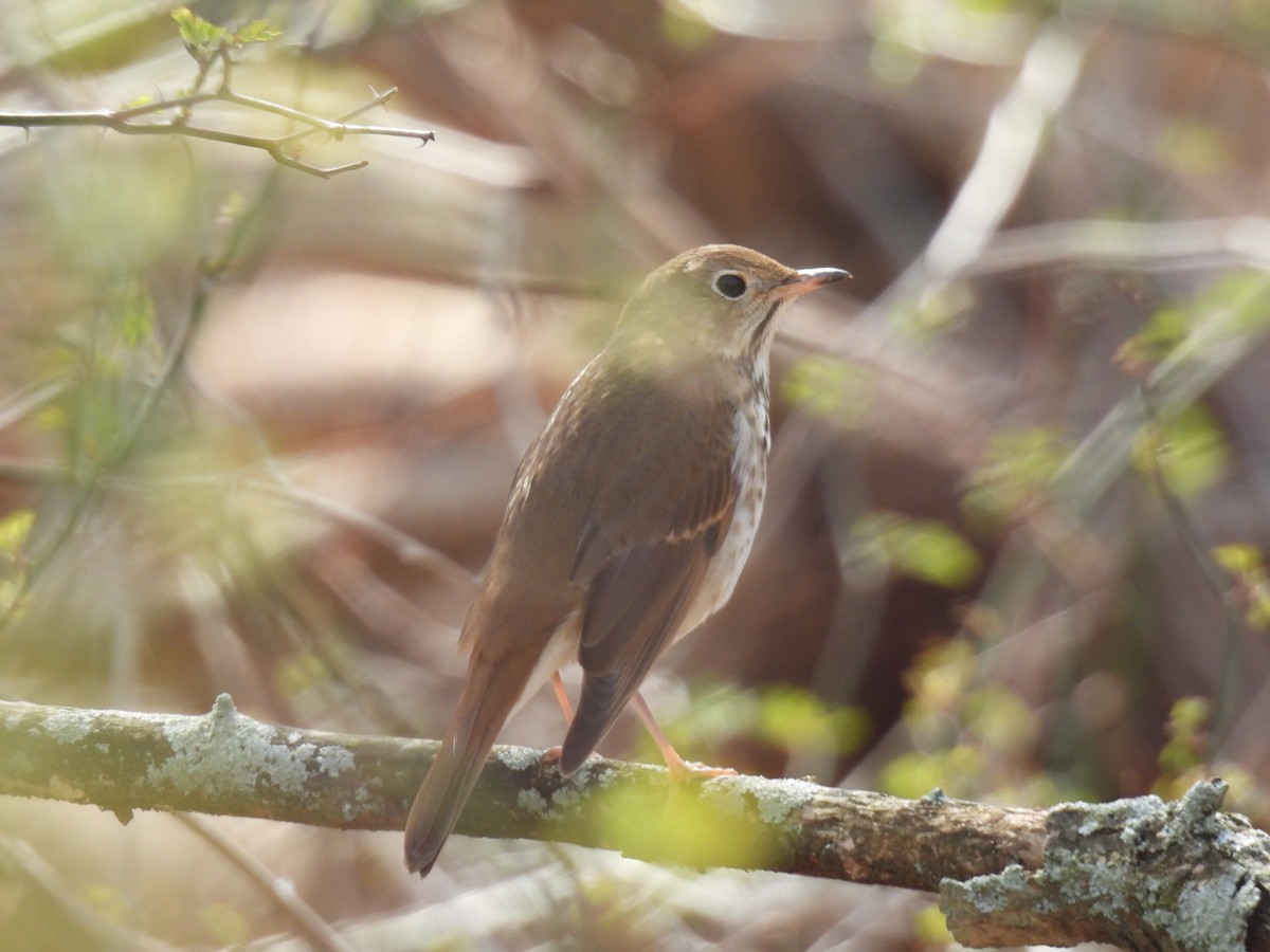 New York Breeding Bird Atlas Checklist - 17 Mar 2023 - Hallockville SP ...