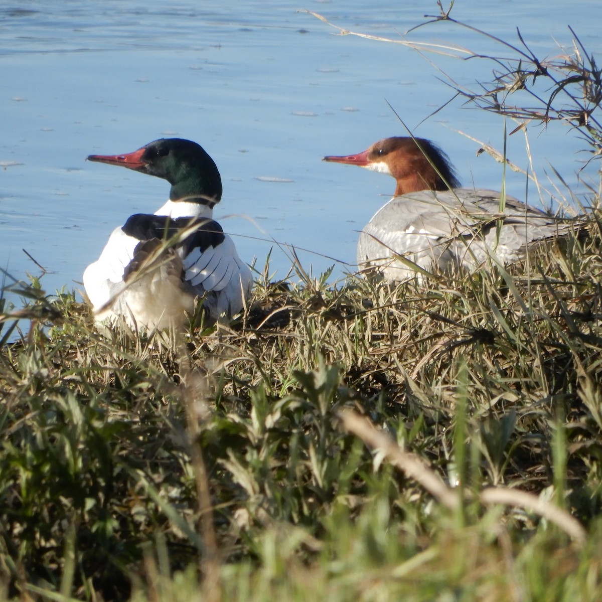 eBird Checklist - 17 Mar 2023 - American River Parkway--William B Pond ...