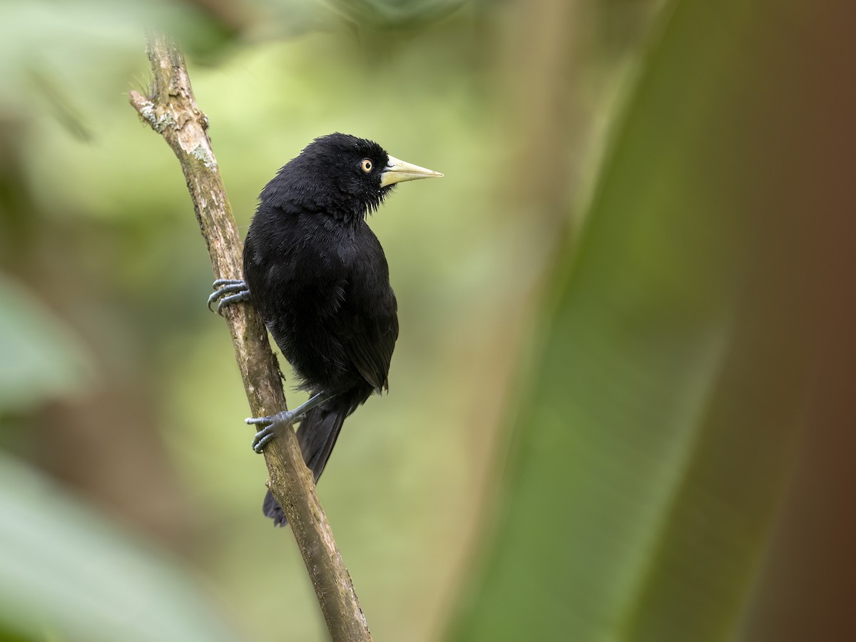 Yellow-billed Cacique - Amblycercus holosericeus - Birds of the World