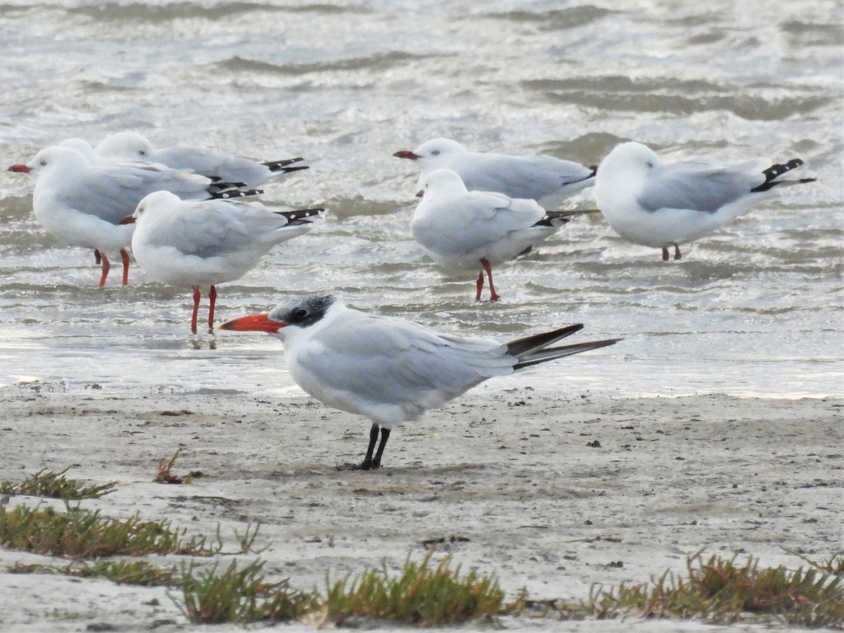 eBird Checklist - 18 Mar 2023 - Stockyard Point - 41 species