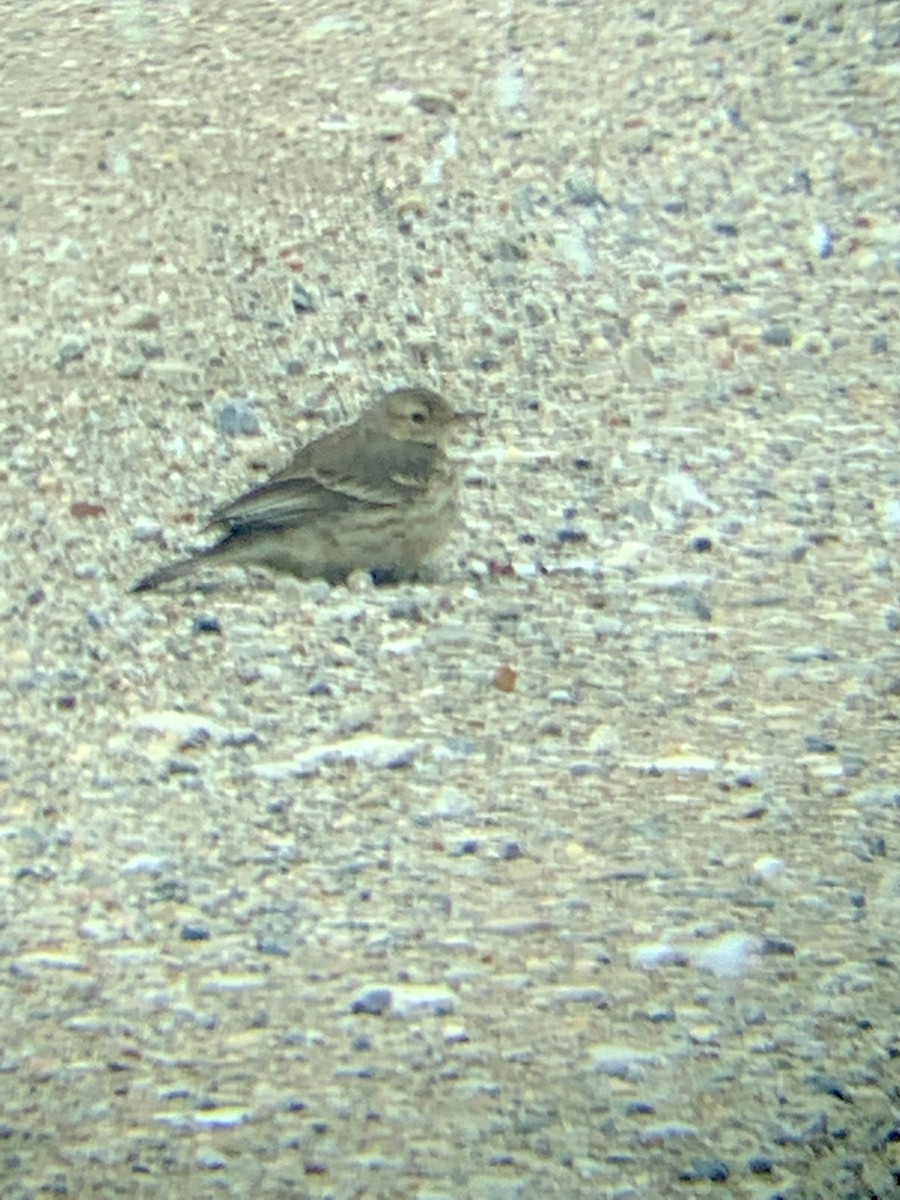 eBird Checklist - 18 Mar 2023 - Lye Creek Prairie Burn, aka The Burn ...