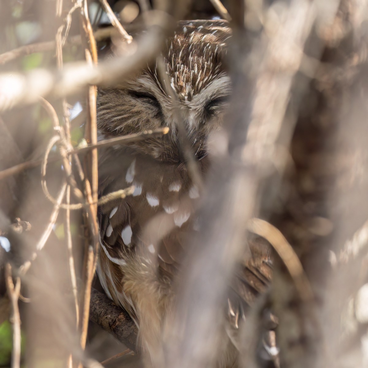 eBird Checklist - 18 Mar 2023 - John Heinz NWR--impoundment (Philadelphia Co.) - 28 species