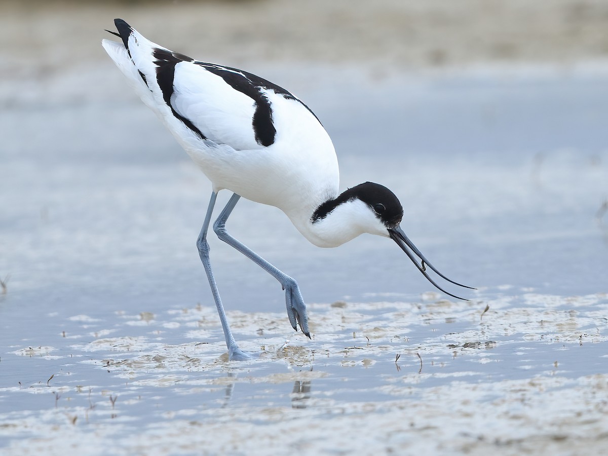 Pied Avocet - Recurvirostra avosetta - Birds of the World
