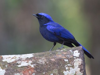 Large Niltava - Niltava grandis - Birds of the World