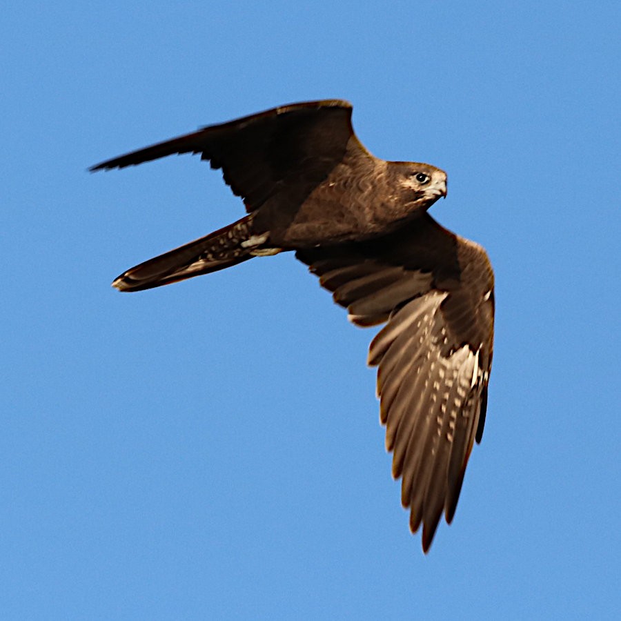 eBird Checklist - 18 Mar 2023 - Lake Goran - 42 species