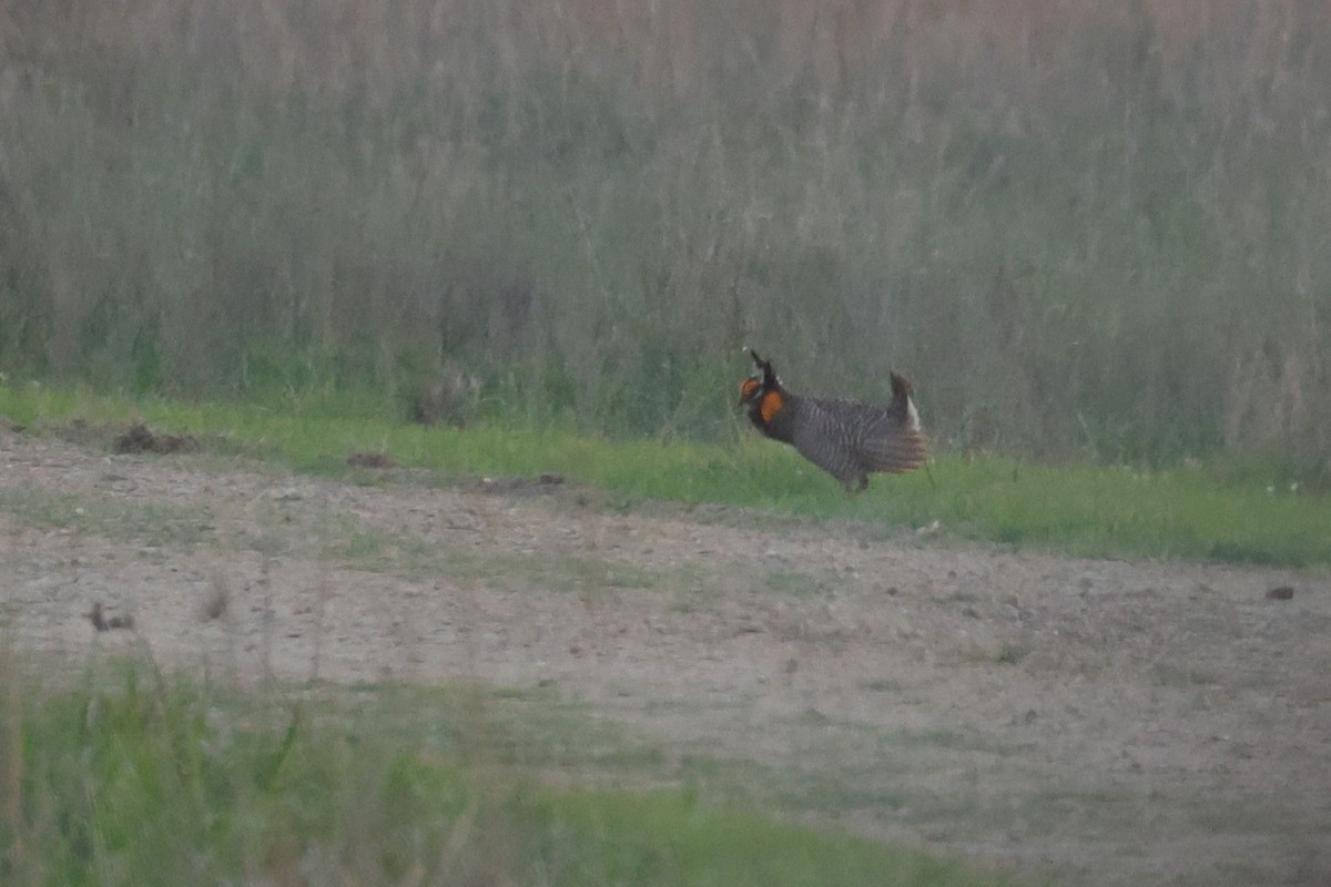 eBird Checklist - 15 Mar 2023 - Attwater Prairie Chicken NWR (CTC 004 ...