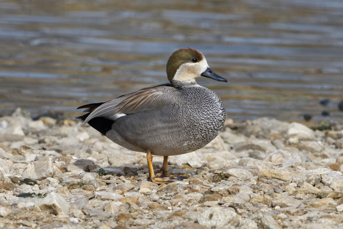 Gadwall x Falcated Duck (hybrid) - eBird