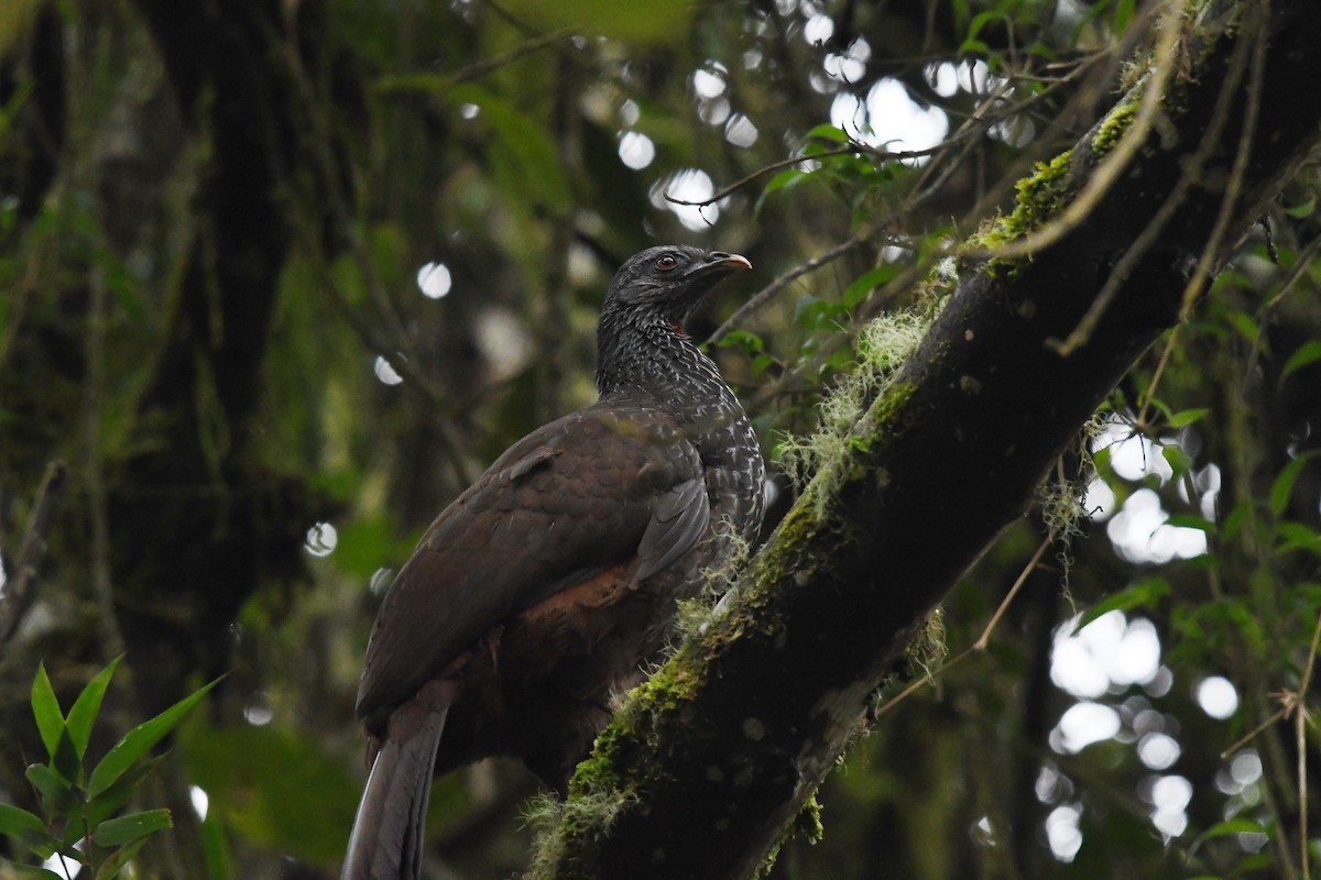 eBird Checklist - 21 Feb 2023 - Reserva Ecológica Río Blanco--Lodge ...