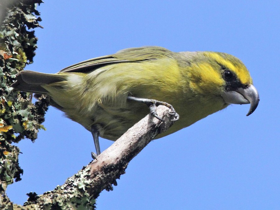 Maui Parrotbill - eBird
