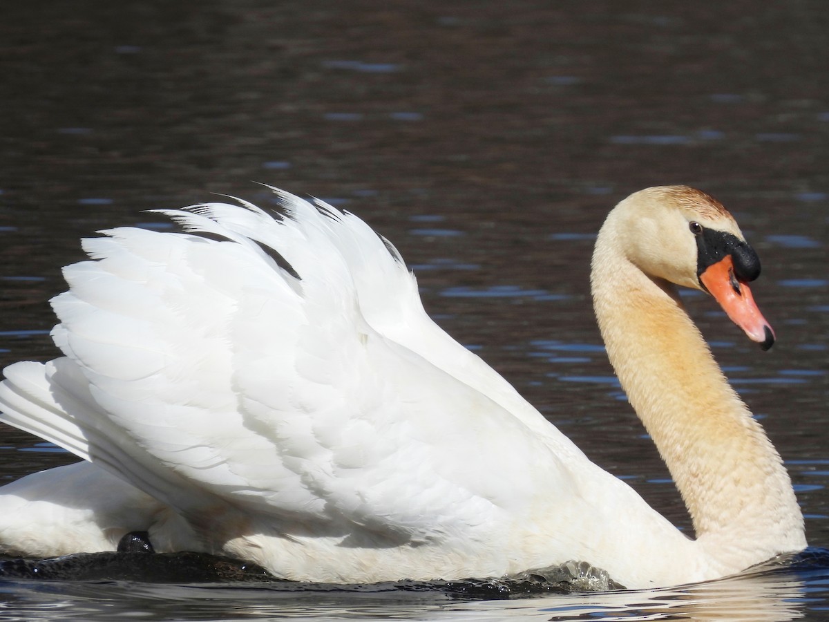 Mass Audubon eBird Checklist - 18 Mar 2023 - Mt. Feake Cemetery - 29 ...