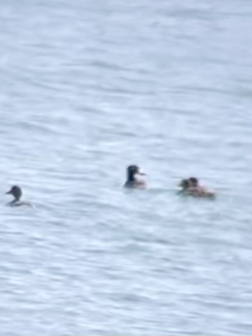 Alaska eBird Checklist - 18 Mar 2023 - Pyramid Lake--Separator Pt. - 16 ...