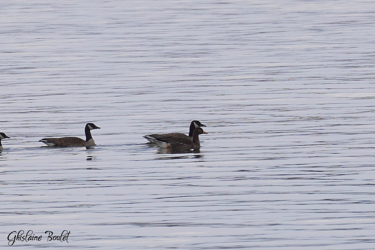 eBird Checklist - 18 Mar 2023 - Rg de la Barbotte, Lacolle - 12 species