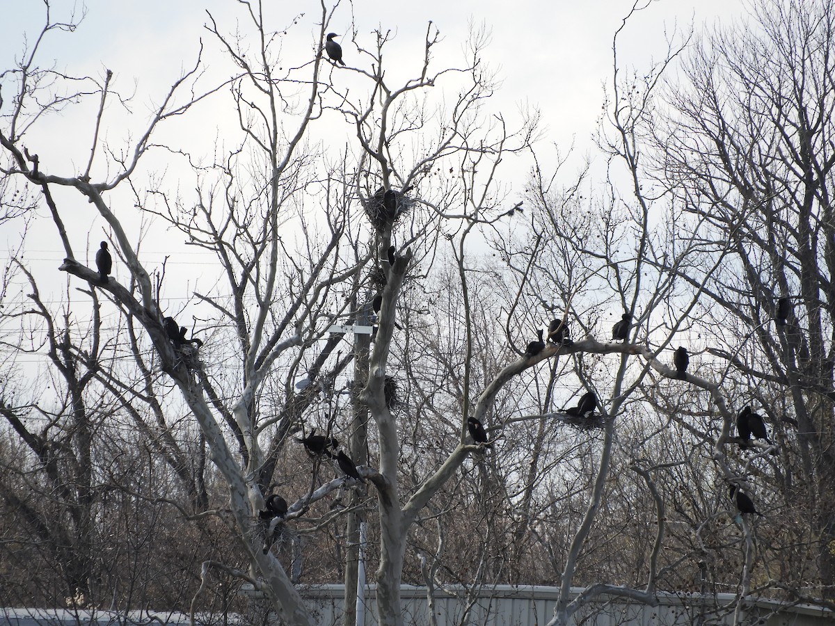 eBird Checklist - 18 Mar 2023 - Lexington Reservoir #1 - 4 species