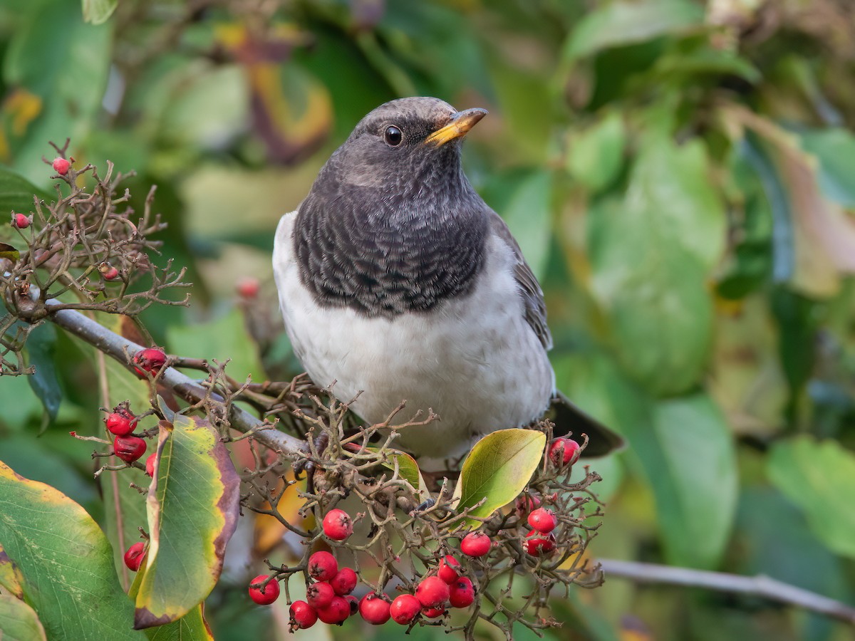 Black-throated Thrush - Turdus atrogularis - Birds of the World