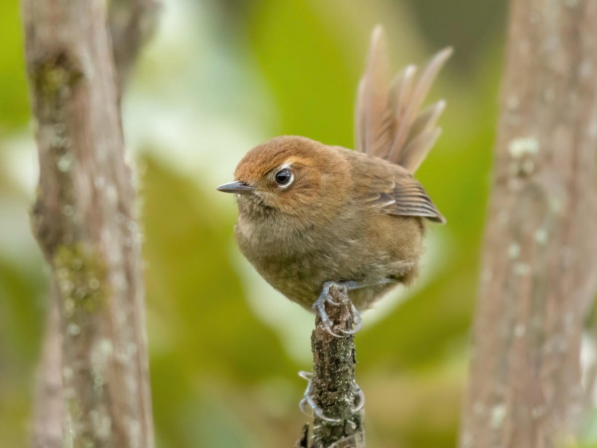 Black-throated Thistletail - Asthenes harterti - Birds of the World