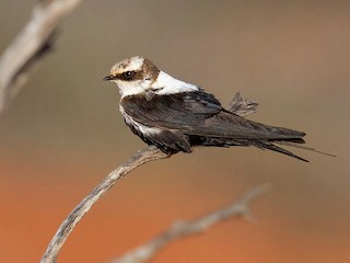 White-backed Swallow - Cheramoeca leucosterna - Birds of the World