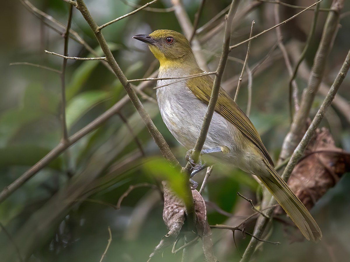 Yellow-necked Greenbul - Chlorocichla falkensteini - Birds of the World