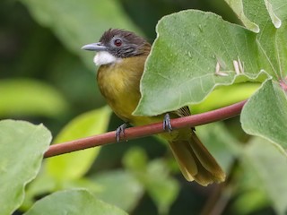 Red-tailed Greenbul - Criniger calurus - Birds of the World
