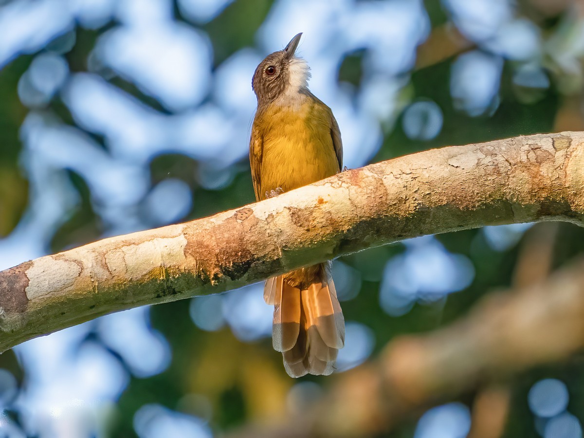 White-bearded Greenbul - Criniger ndussumensis - Birds of the World