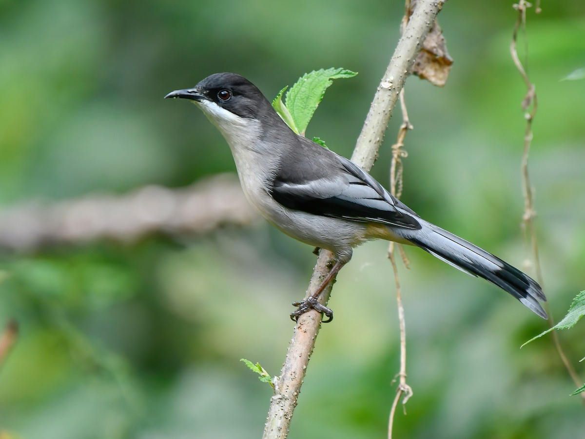 Gray Sibia - Heterophasia gracilis - Birds of the World