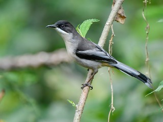 Gray Sibia - Heterophasia gracilis - Birds of the World