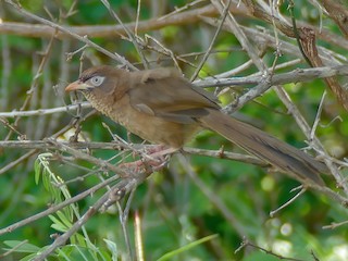 Scaly Chatterer - Argya aylmeri - Birds of the World