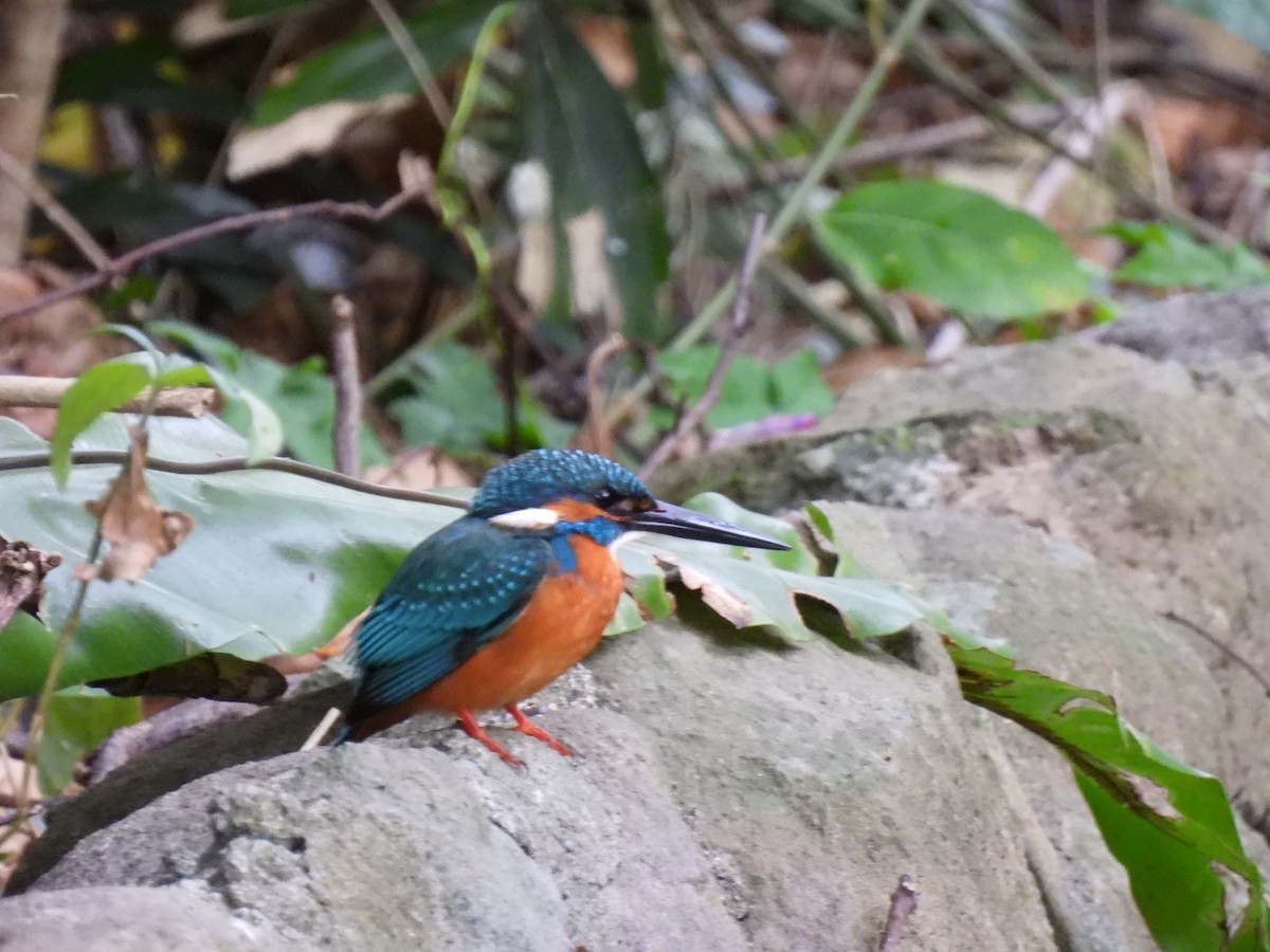 Taiwan Bird Atlas Checklist - 19 Mar 2023 - 台北--崇仰公園 - 10 species