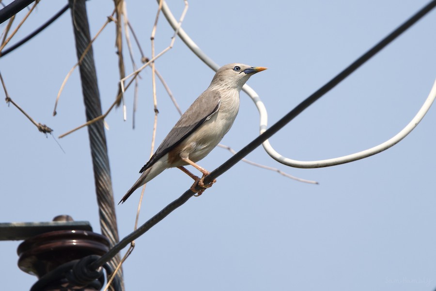 Chestnut-tailed Starling (Eastern) - eBird
