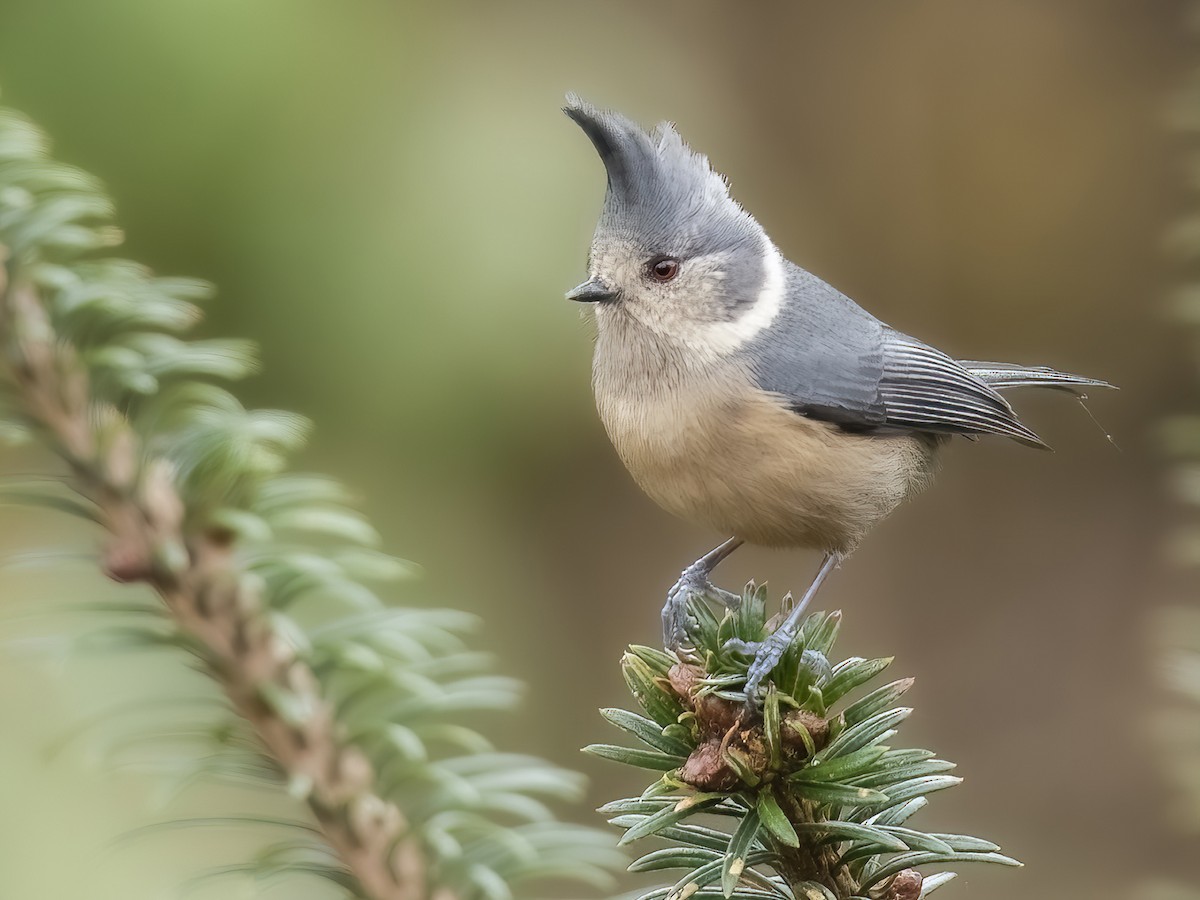 Gray-crested Tit - Lophophanes dichrous - Birds of the World