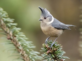 Gray-crested Tit - Lophophanes dichrous - Birds of the World