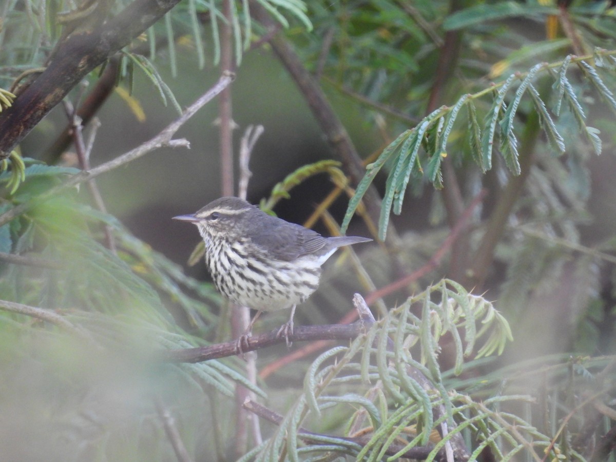 eBird Caribbean Checklist - 18 Mar 2023 - Campamento Guajataka - 23 species