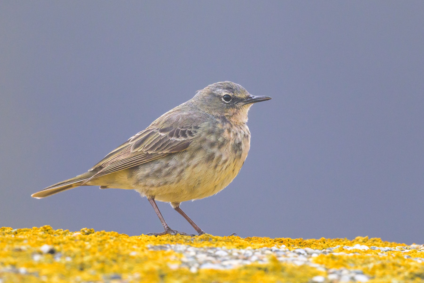 Rock Pipit (Scandinavian) - eBird