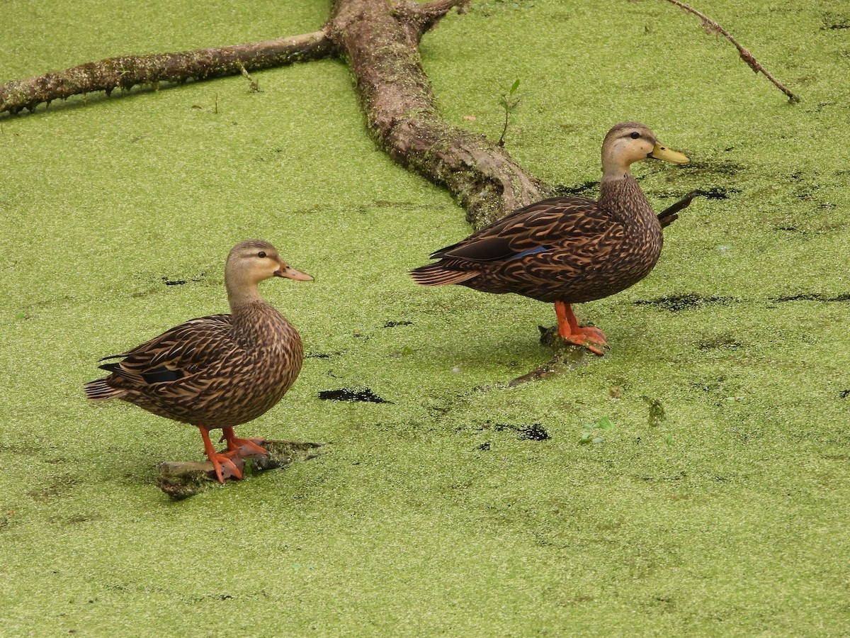 eBird Checklist - 19 Mar 2023 - Loxahatchee NWR - 29 species (+2 other ...