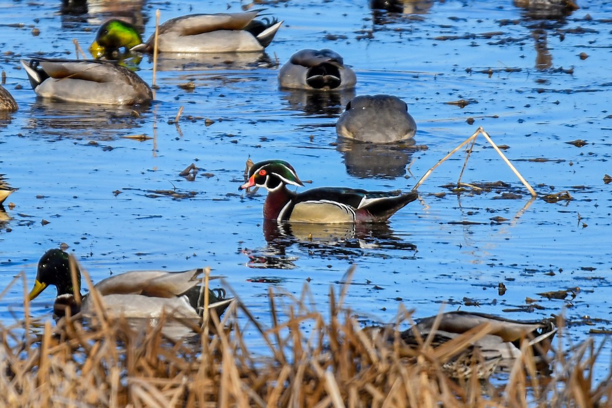 eBird Checklist - 19 Mar 2023 - Cone Marsh WMA - 46 species