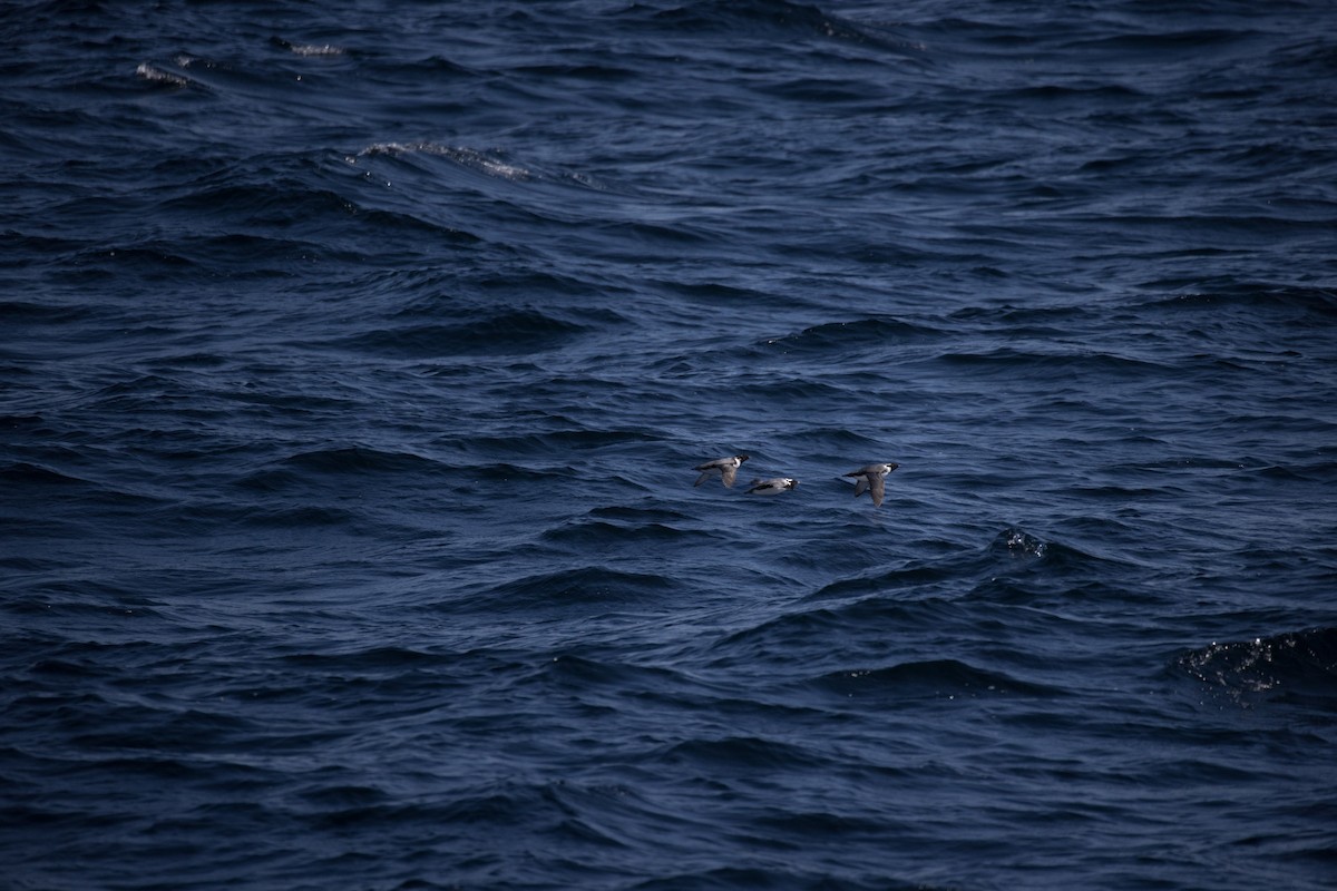 eBird Checklist - 19 Mar 2023 - 輪島〜舳倉島フェリー (Wajima-Hegurajima Ferry ...