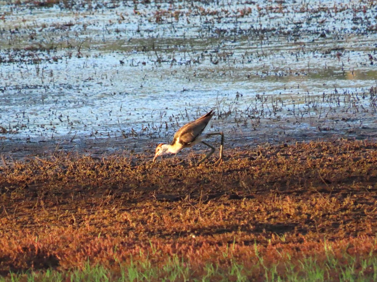 eBird Checklist - 20 Mar 2023 - Loveday Cove (Lake Cooby) - 65 species