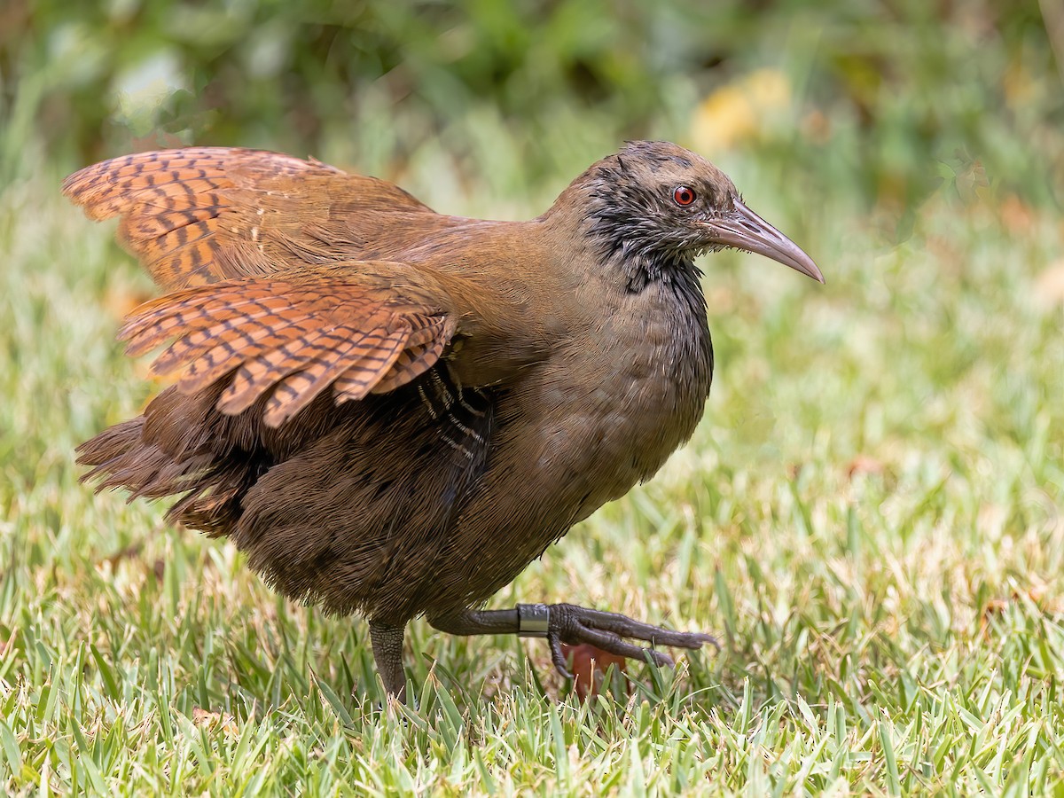 Lord Howe Rail - Gallirallus sylvestris - Birds of the World