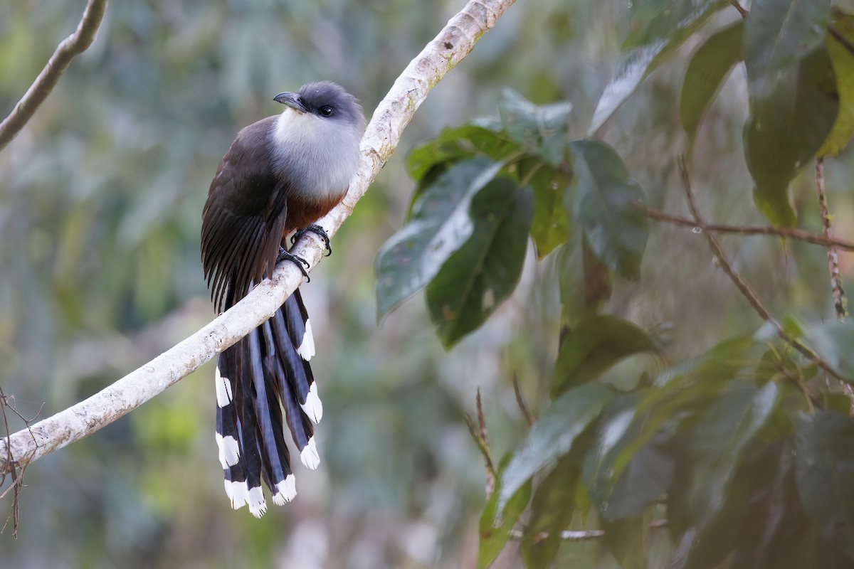 Chestnut-bellied Cuckoo - Coccyzus pluvialis - Birds of the World
