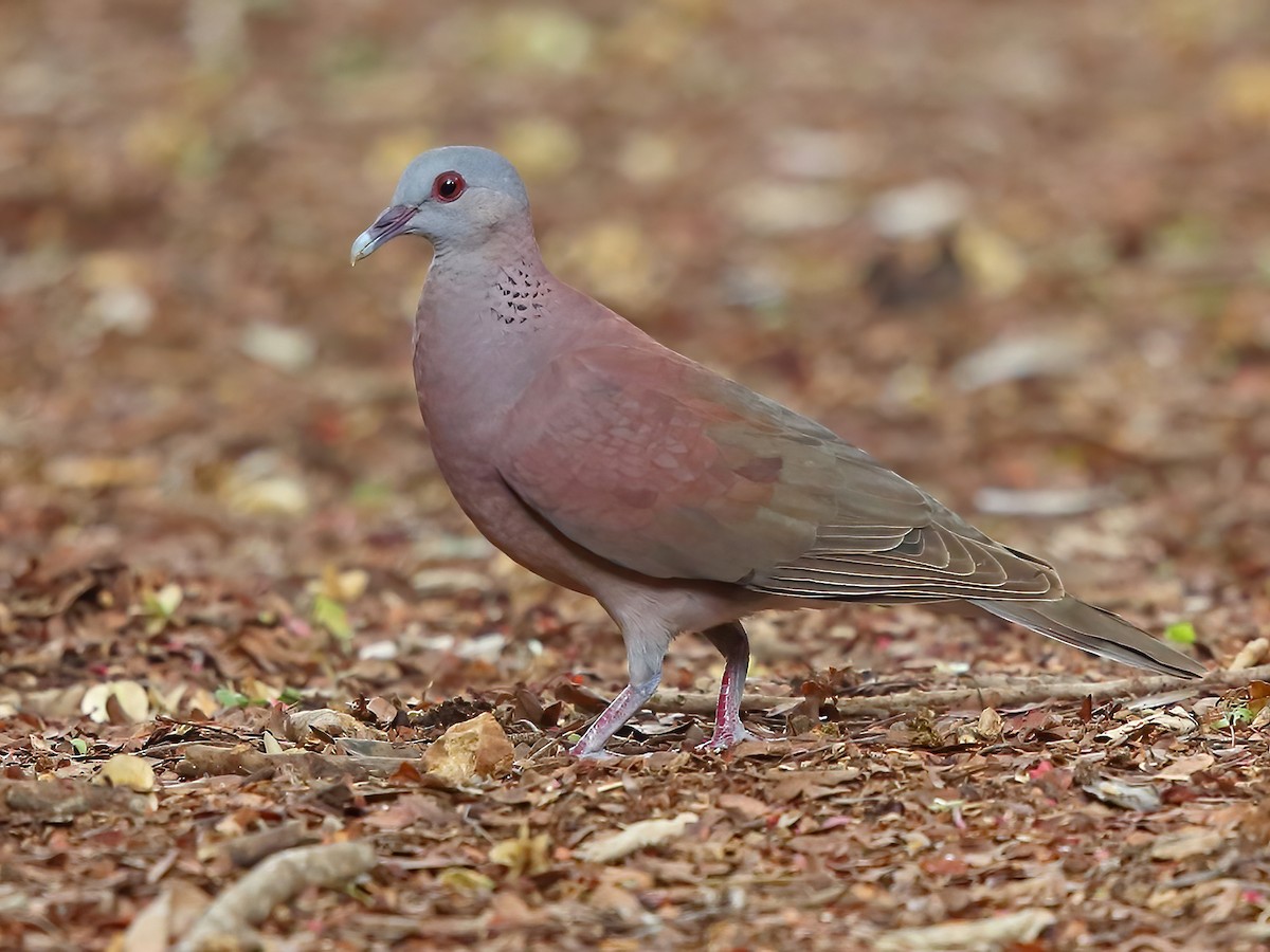Malagasy Turtle-Dove - Nesoenas picturatus - Birds of the World