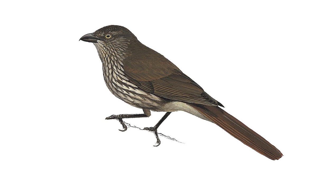 South Island Piopio - Turnagra capensis - Birds of the World